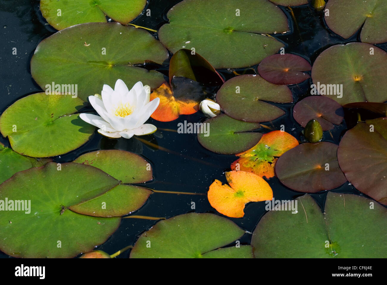 Nenufar water lily hi-res stock photography and images - Alamy