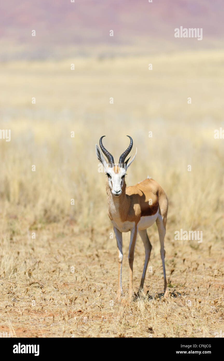 Single male springbok (Antidorcas marsupialis). Namib Desert, Namibia ...