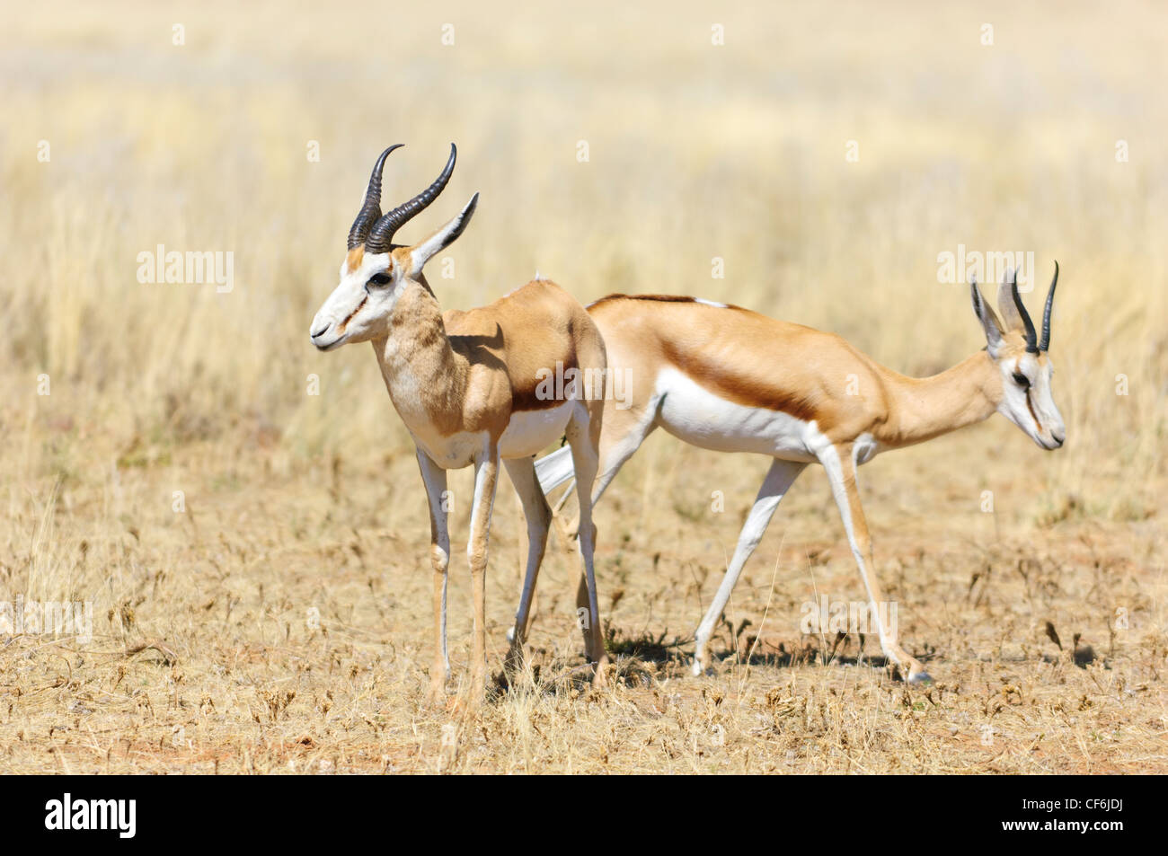 Male and female springbok (Antidorcas marsupialis). Namib Desert ...