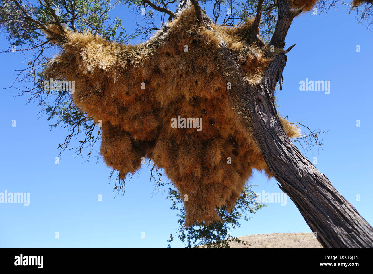 Nests of the sociable weaver bird (Philetairus socius) in a tree in the ...
