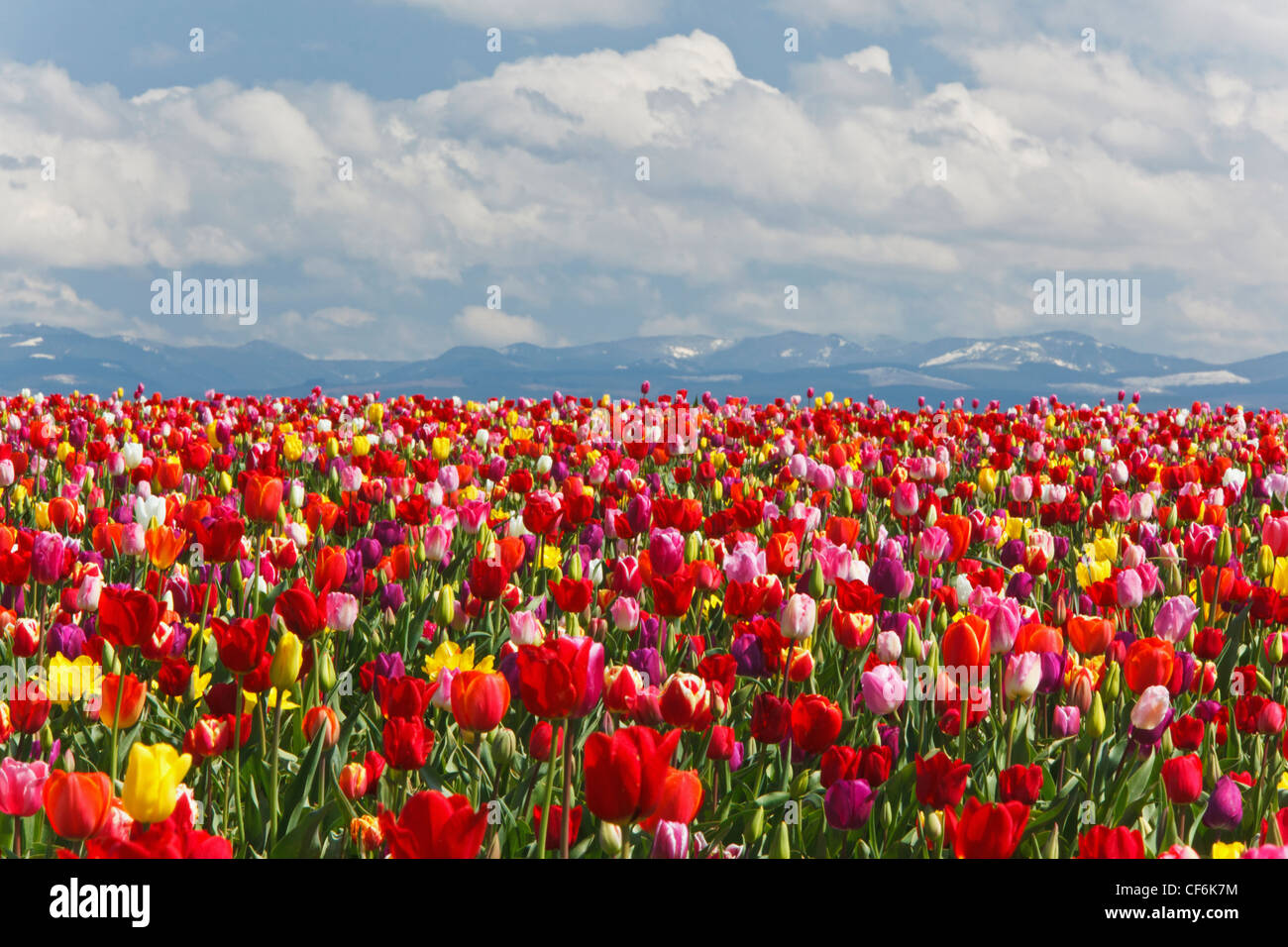 Variety Of Colored Tulips Growing In A Field With The Mountains In The ...