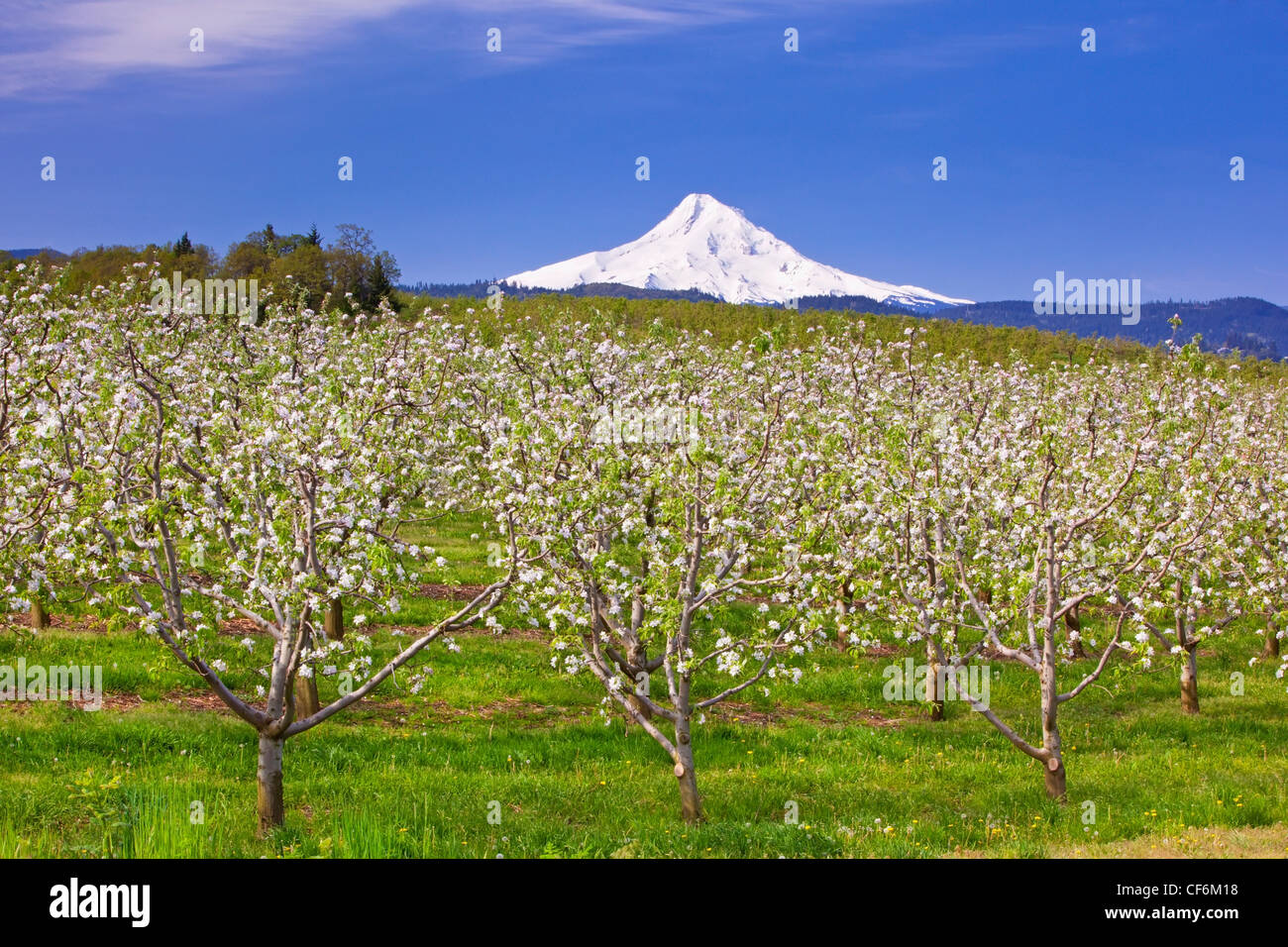 Mount Hood And Spring Blossoms In A Fruit Orchard In Hood River Valley ...
