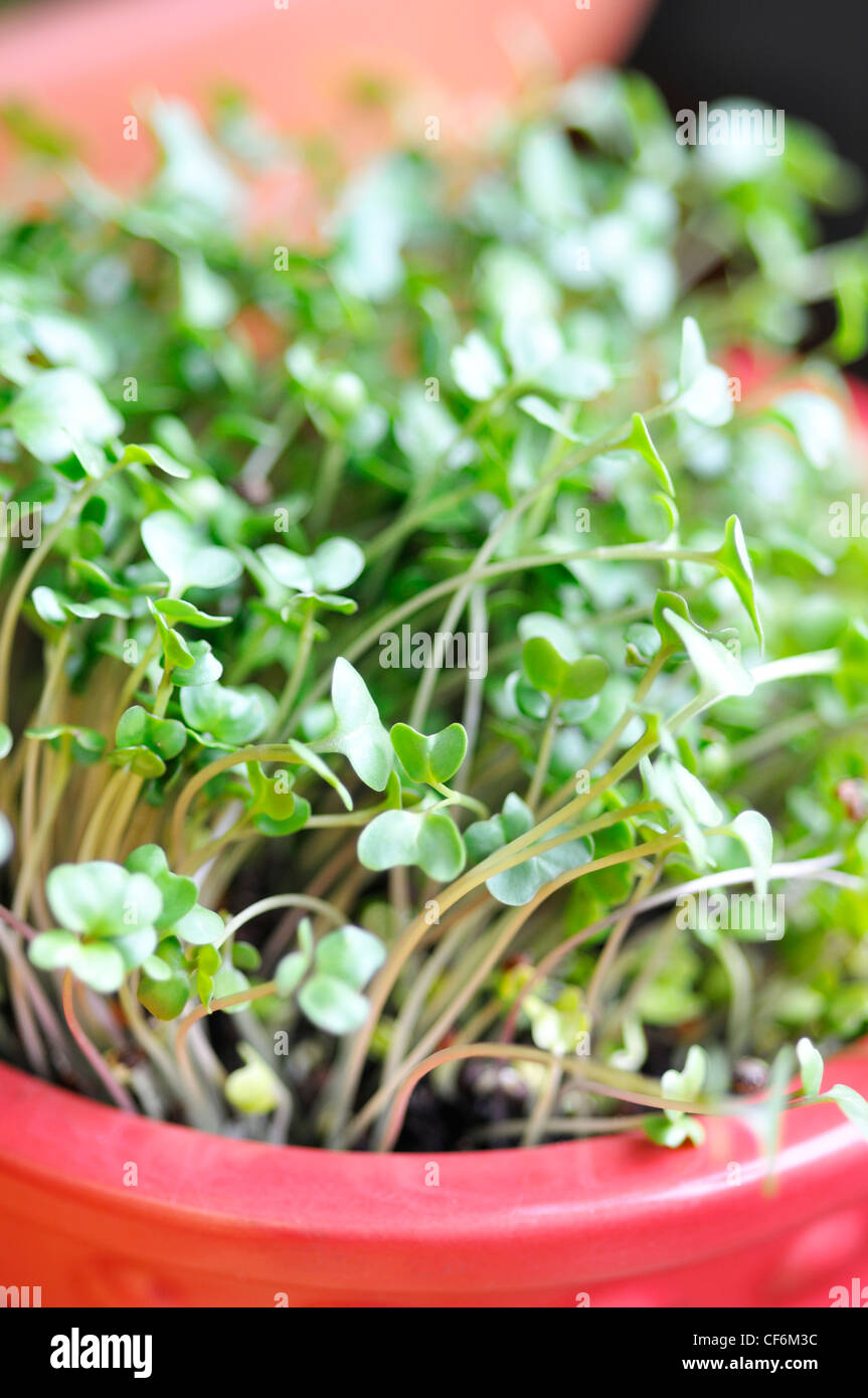 Sprouts - broccoli Stock Photo - Alamy