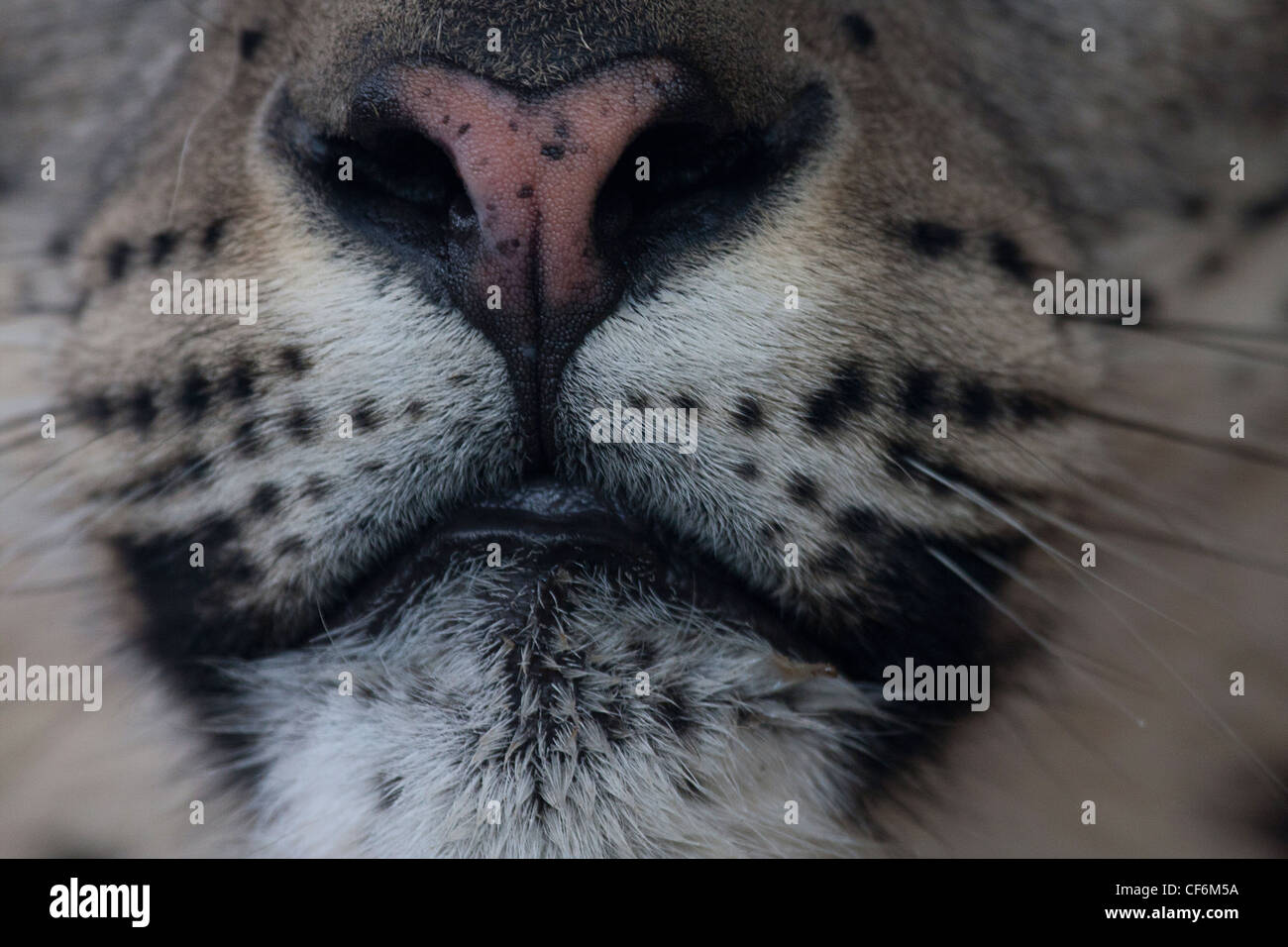 Snow Leopard nose Stock Photo - Alamy