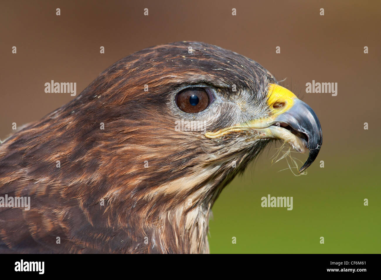 Buzzard uk hi-res stock photography and images - Alamy