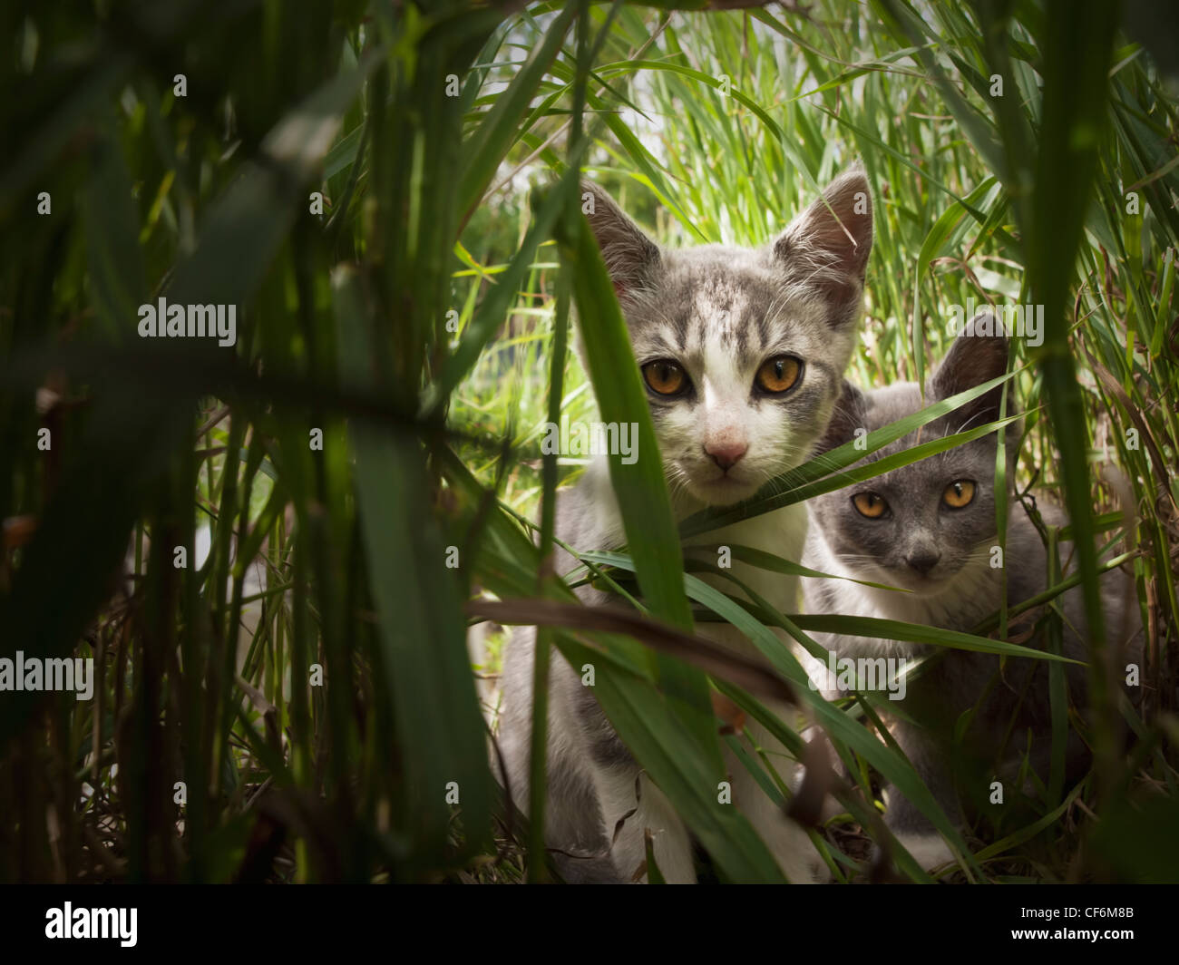 Two Kittens Peering Through Tall Grass; Beaverhill Lake Alberta Canada ...