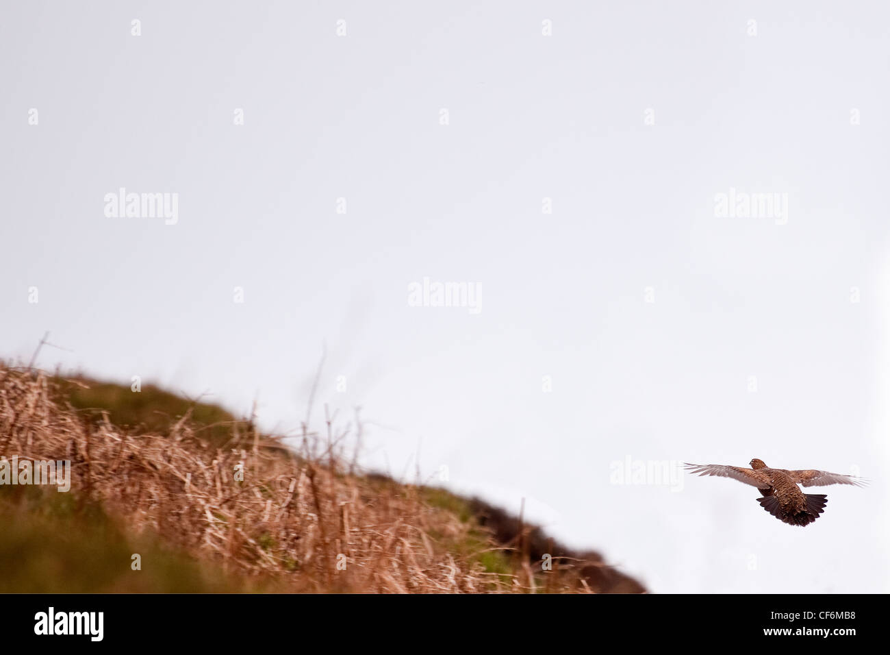 Red grouse in flight hi-res stock photography and images - Alamy