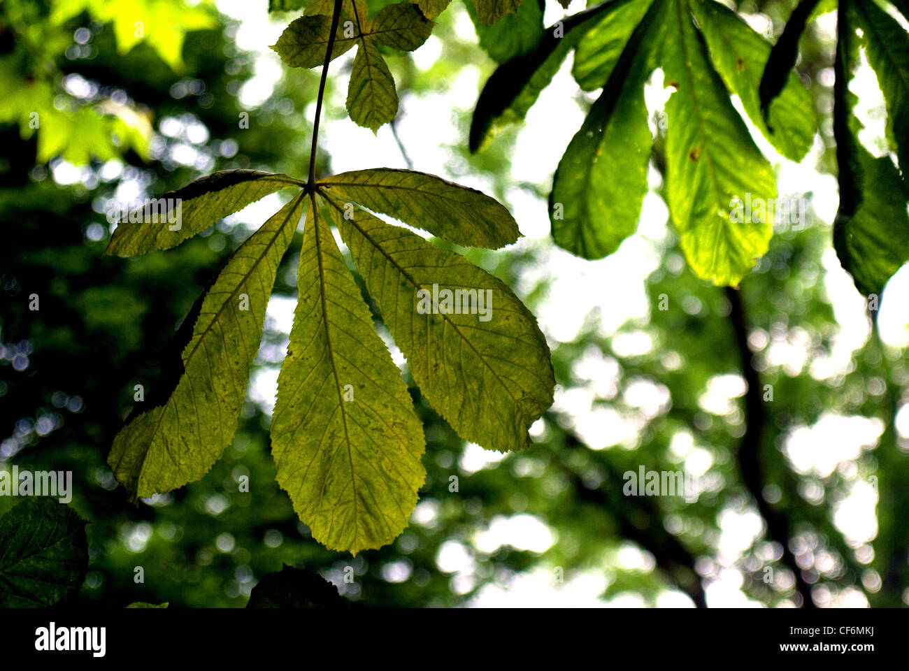 Leaves in a bright day Stock Photo - Alamy