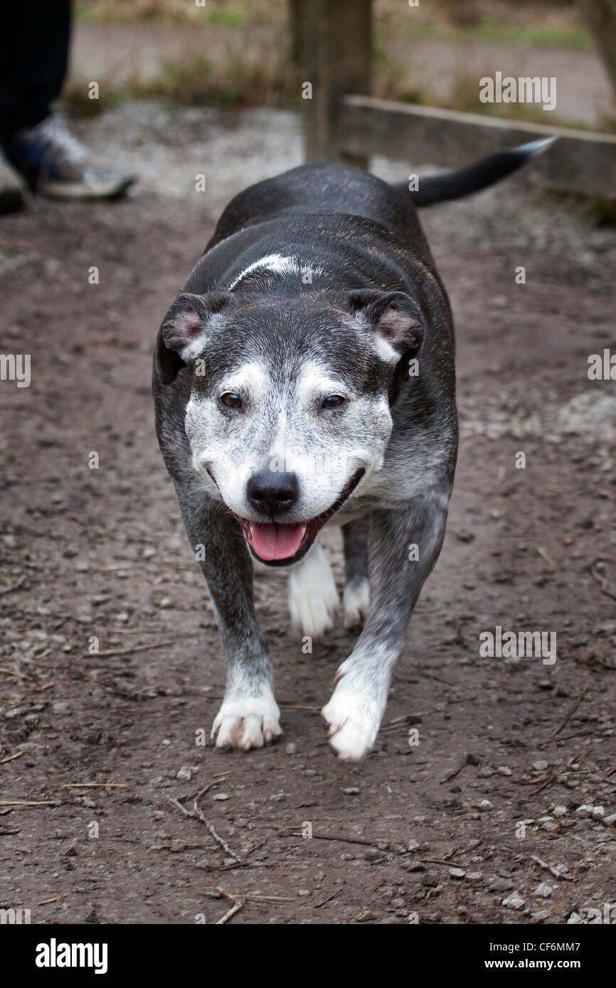 Old staffordshire terrier hi-res stock photography and images - Alamy