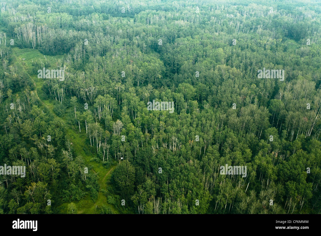 Poplar Forest And Trails At Cooking Lake; Alberta Canada Stock Photo ...
