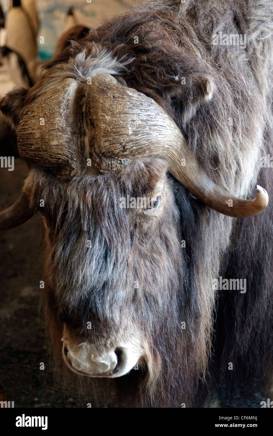 Norway Oslo The Fram Museum (Norwegian: Frammuseet) tells the story of ...