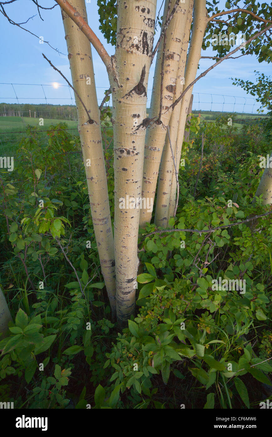 Poplar Tree Identification Alberta