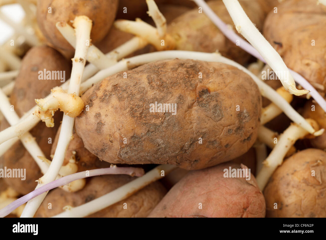 Sprouting potatoes hi-res stock photography and images - Alamy
