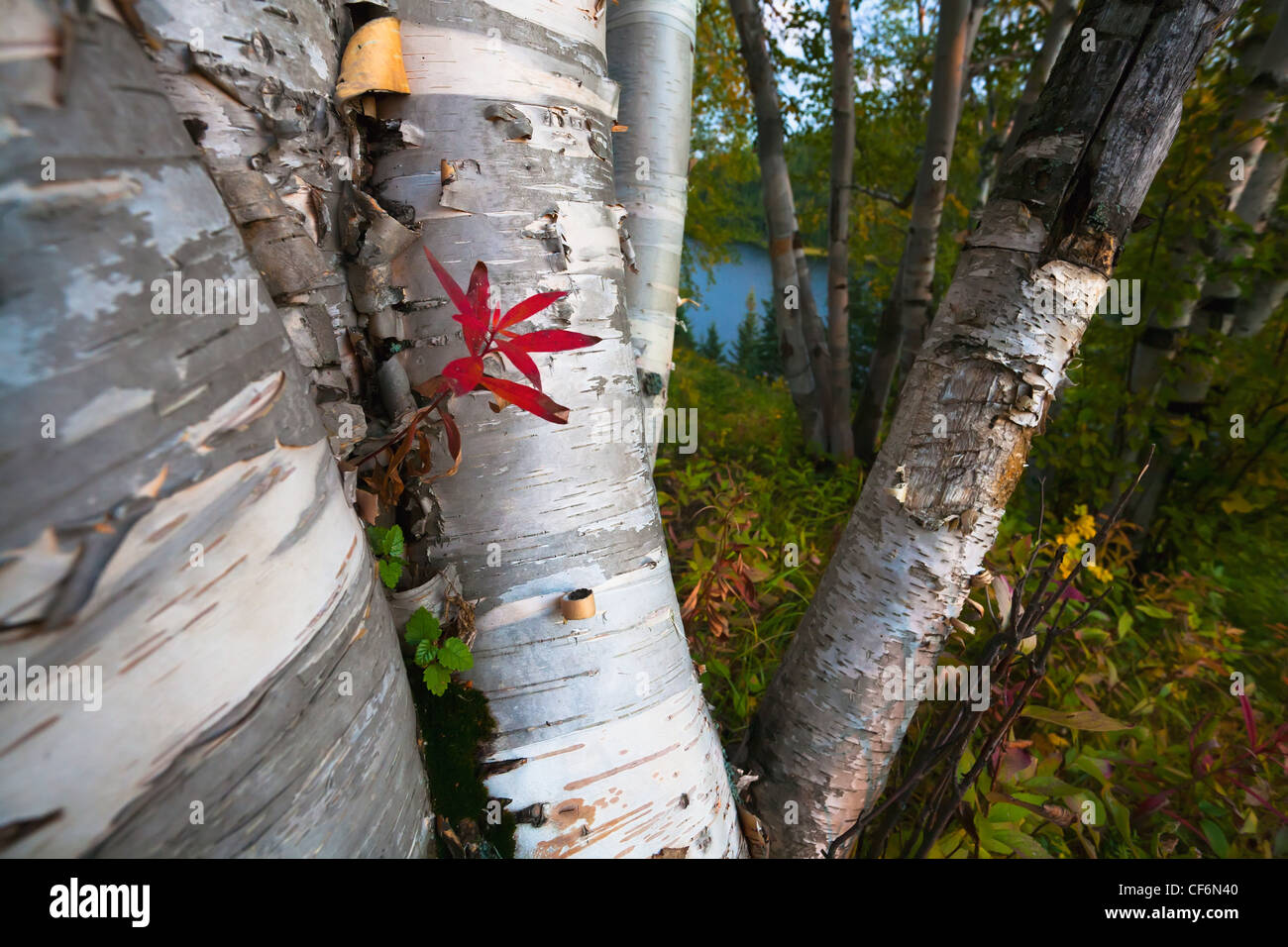Paper birch leaf hi-res stock photography and images - Alamy