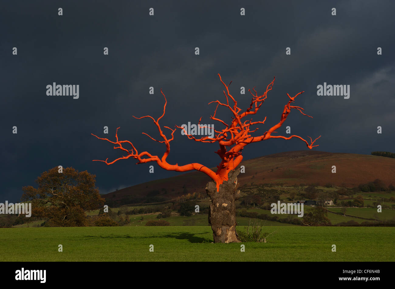 Lydham’s Bound Tree. Wrapped red tree by artist Phillipa Lawrence along ...