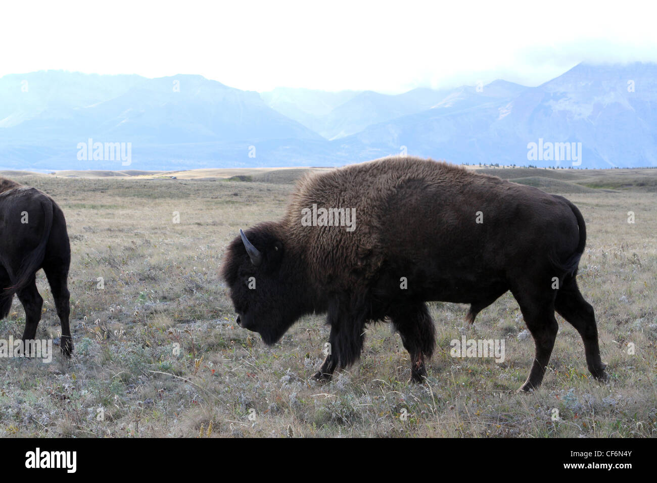 American Bison ; Buffalo ; bos bison Stock Photo - Alamy