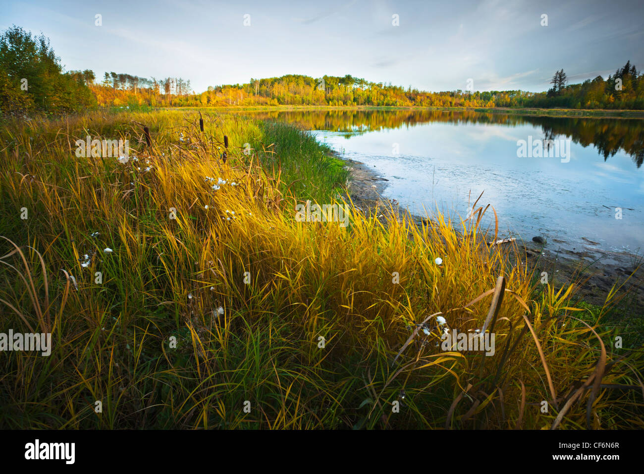 Cattails pond hi-res stock photography and images - Alamy