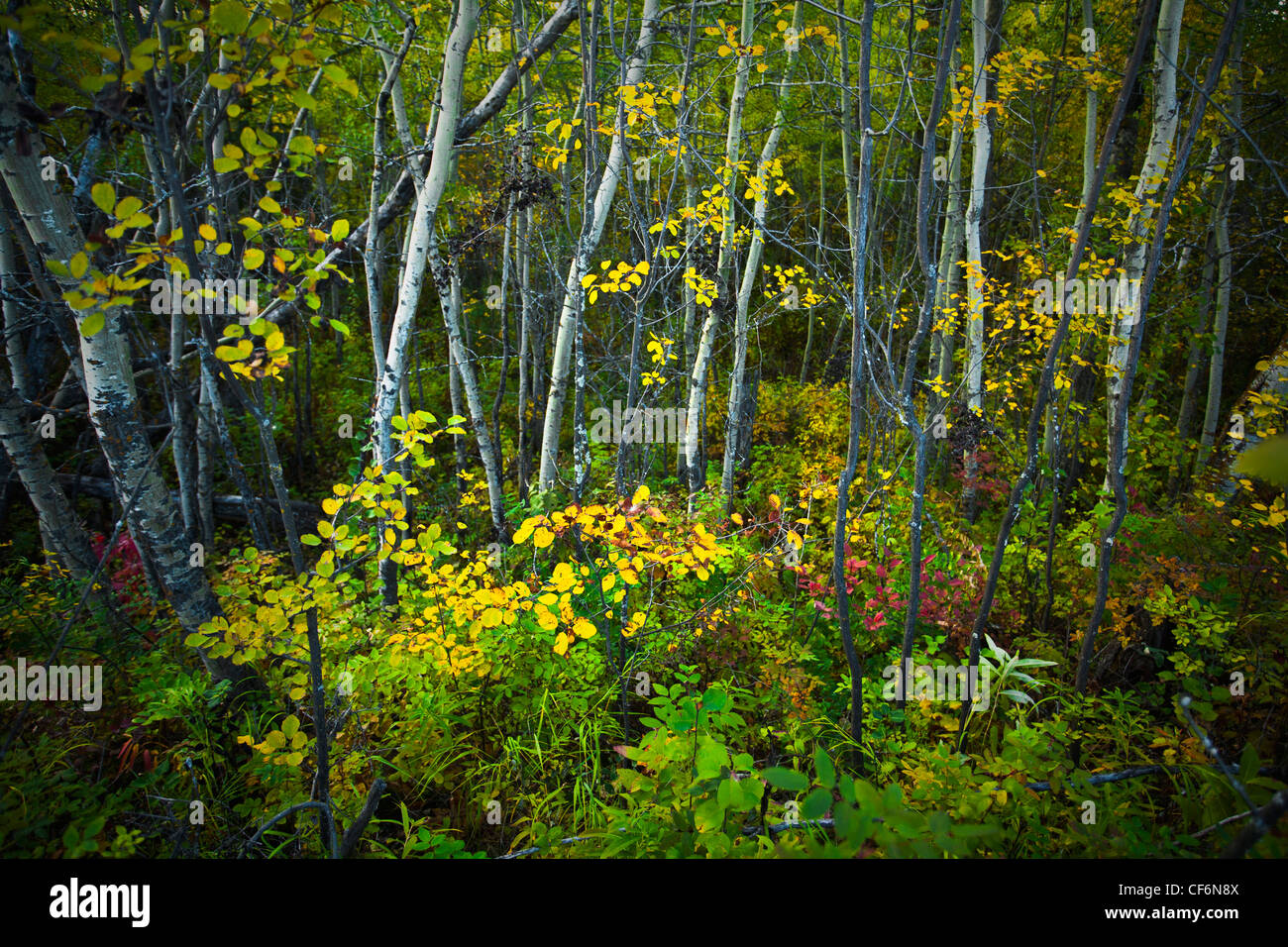 Colorful Autumn Leaves In A Poplar Forest; Edmonton Alberta Canada ...