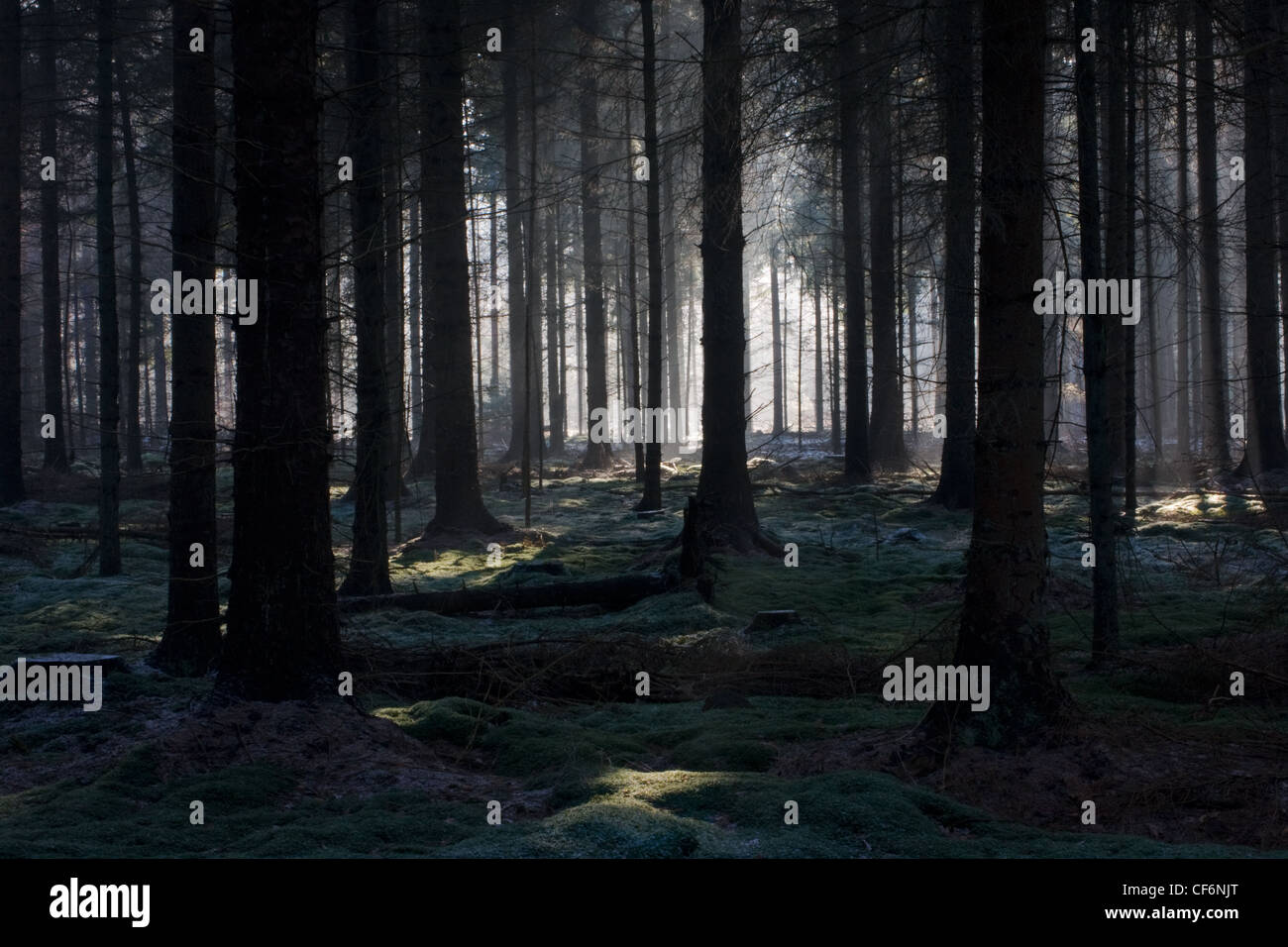 Dark Pine Forest