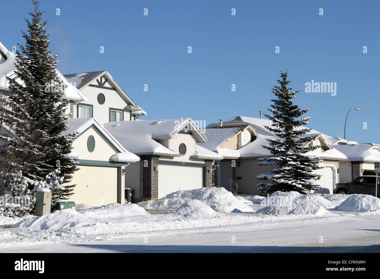 Alberta white spruce hi-res stock photography and images - Alamy