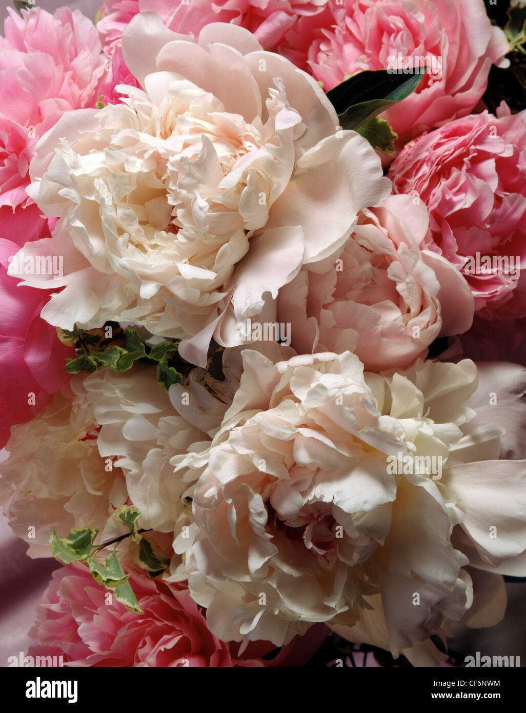 Peonies, pink and white, close-up vertical color photograph Stock Photo ...