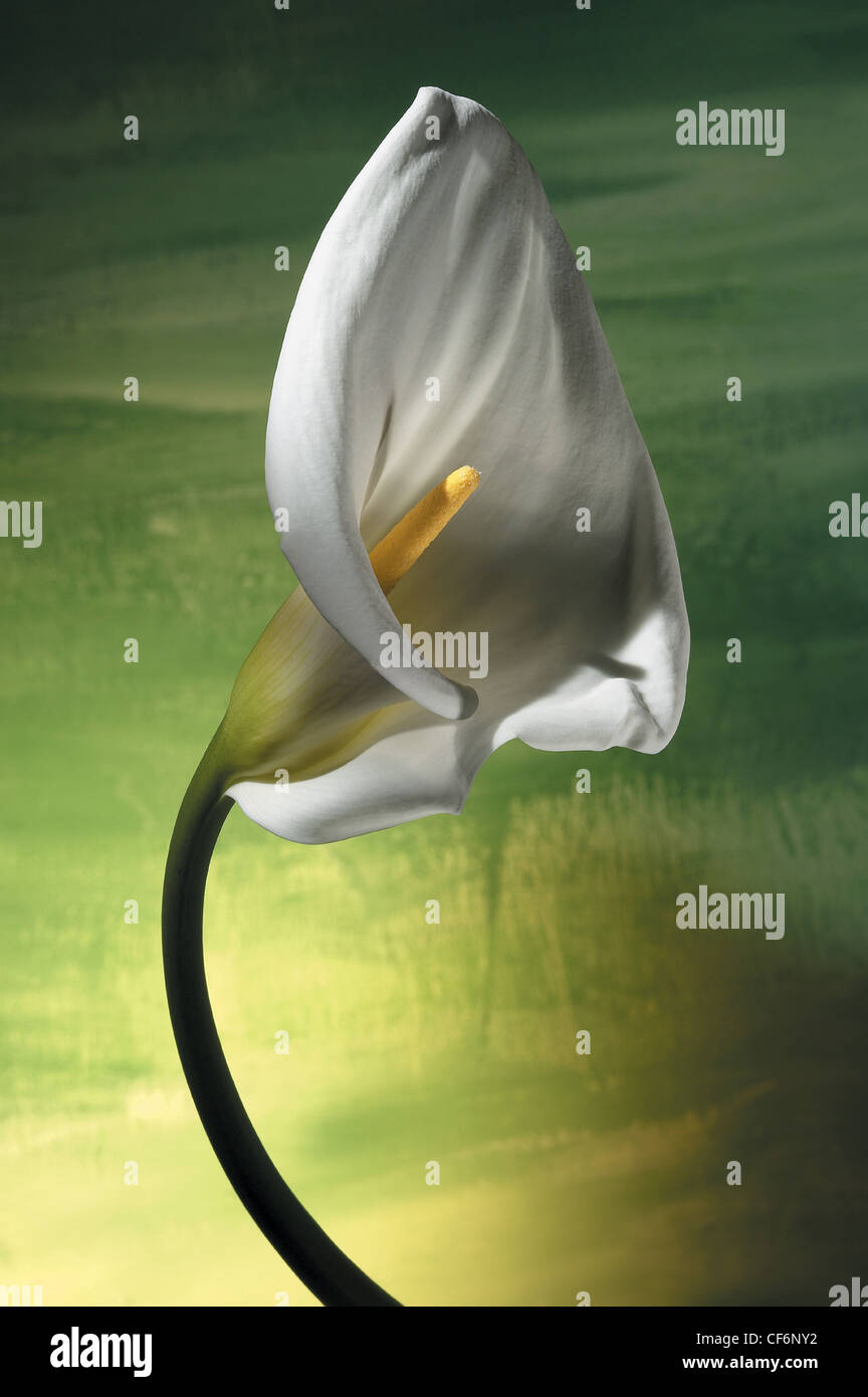 Zantedeschia aethiopica , common names, Calla lily, Arum lily, Varkoor ...