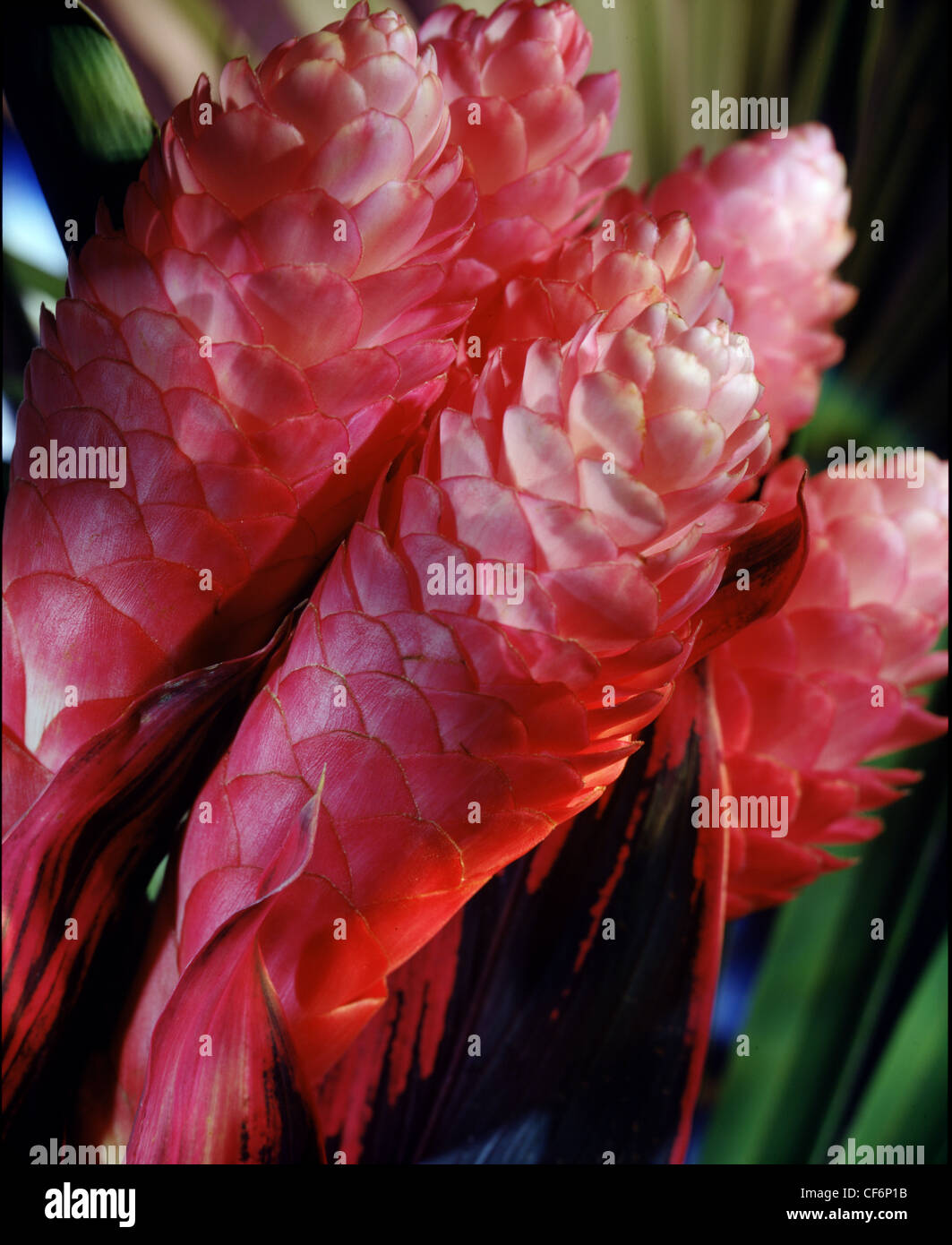 Close up of pink ginger flower. Studio photograph, vertical, dramatic ...
