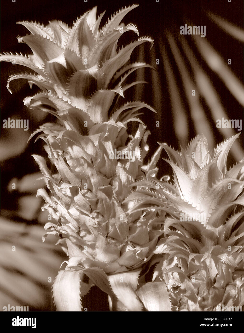 Dwarf Ornamental Pineapples, related to Bromeliads. Sepia toned black ...
