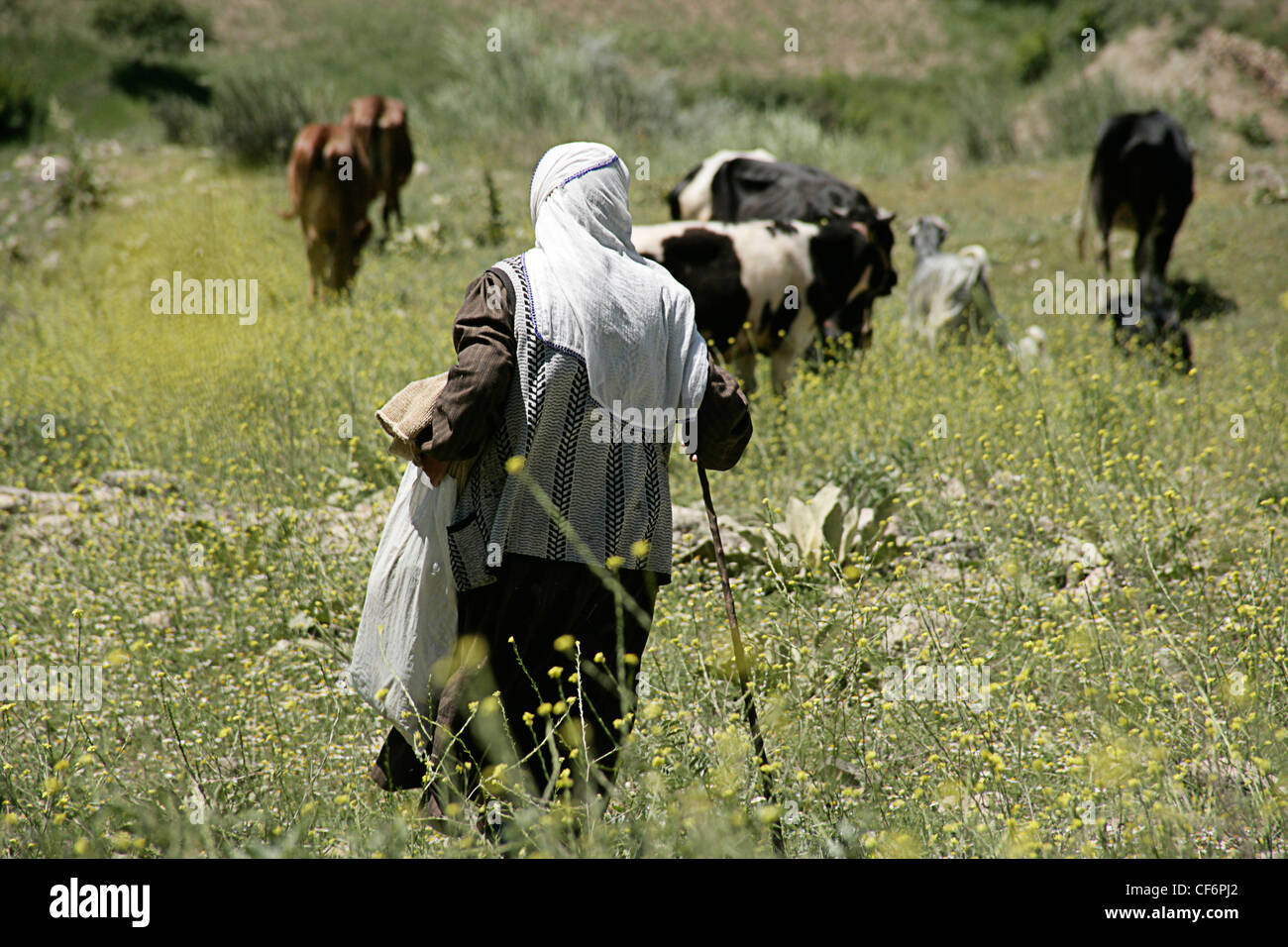 Cattle shepherdess hi-res stock photography and images - Alamy