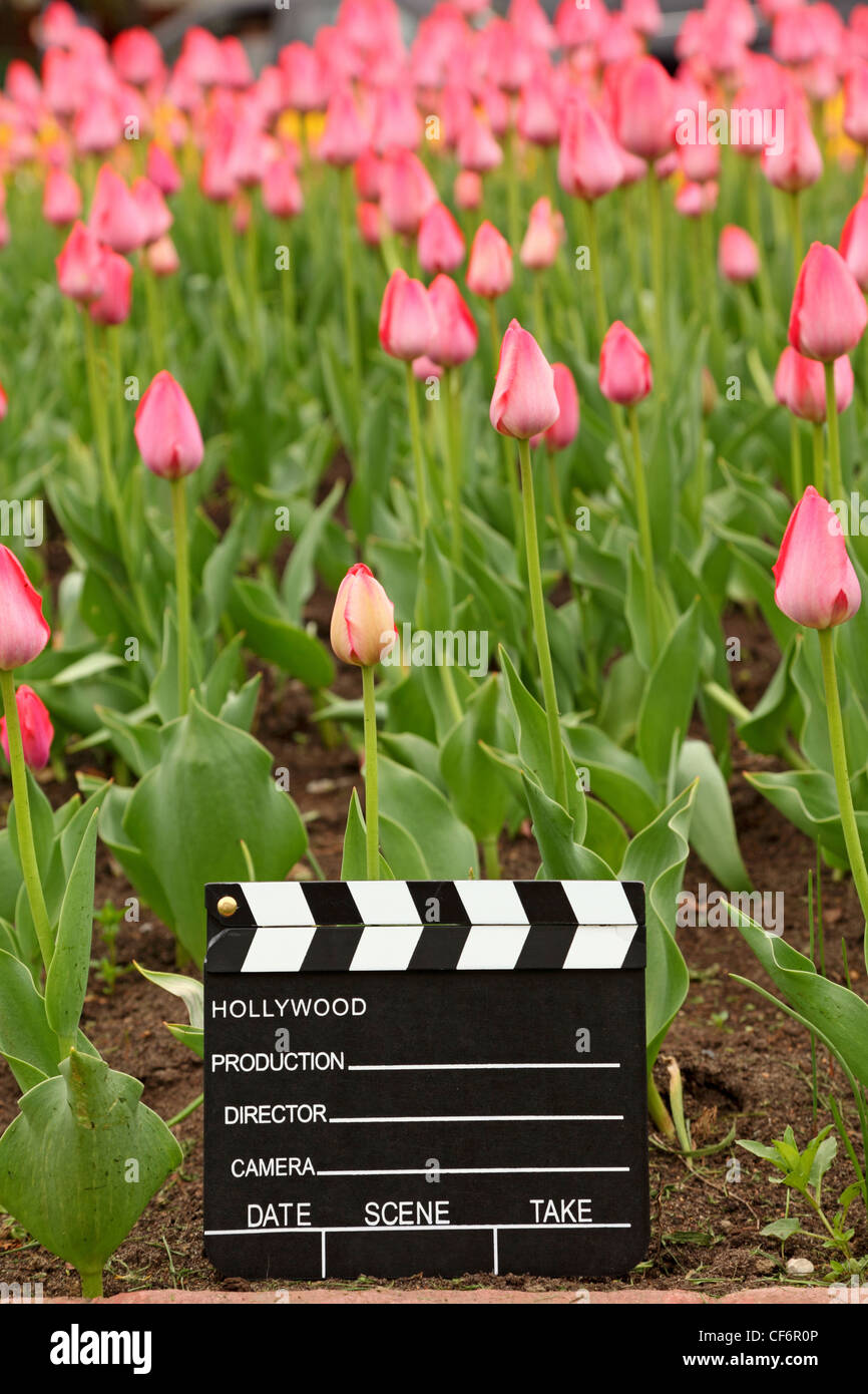 black and white cinema clapper board on the ground among field of pink ...