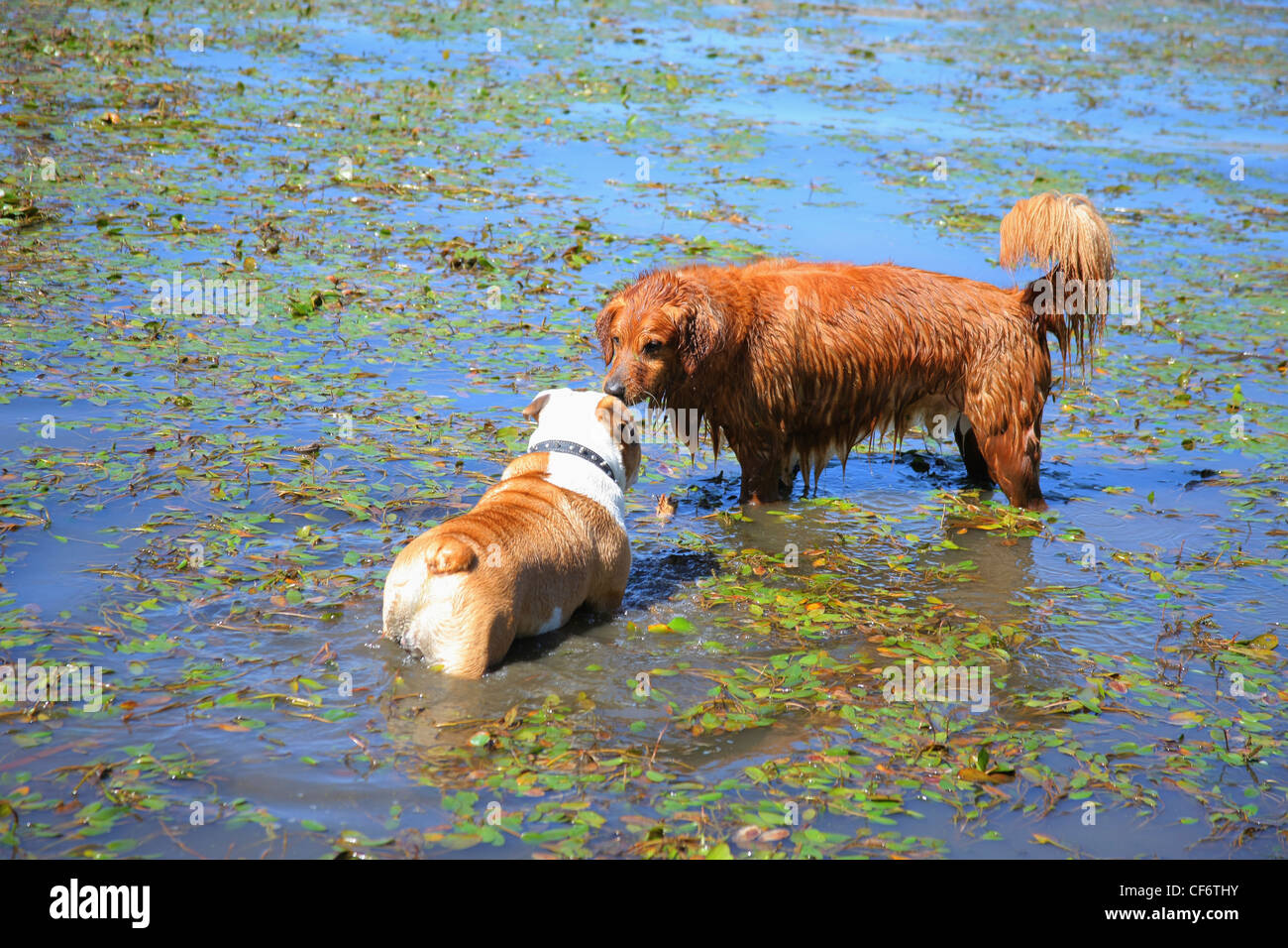 Two Dogs Meeting Each Other In The Shallow Water; Dalles Oregon United ...