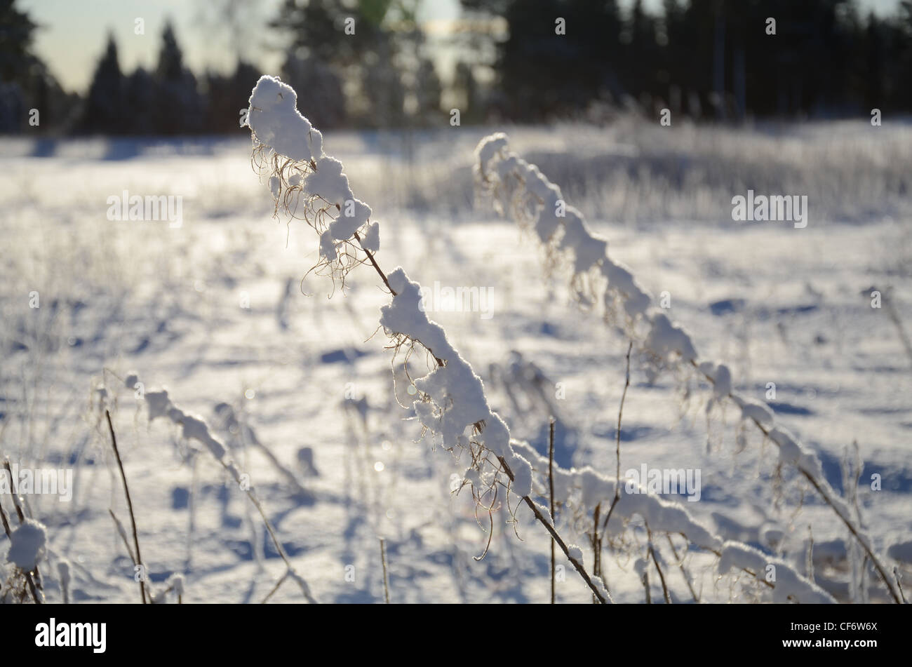 Grass in winter with little snow on Stock Photo - Alamy