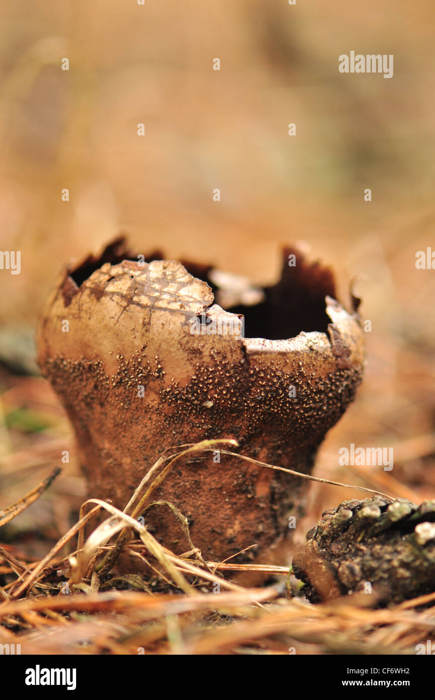 Fuzzball hi-res stock photography and images - Alamy