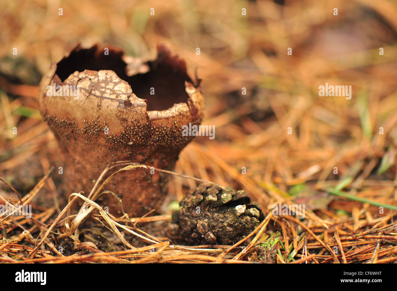 Fuzz hi-res stock photography and images - Alamy