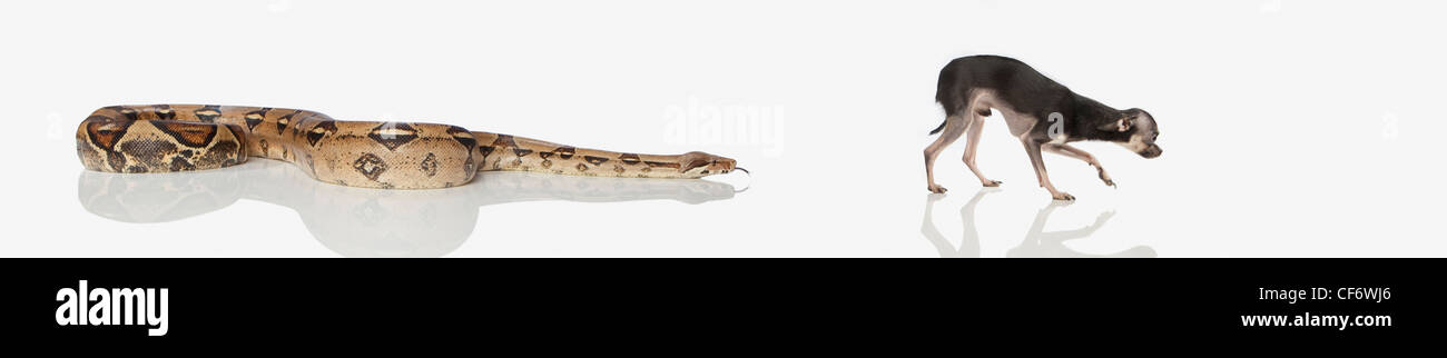 Dogs snakes hi-res stock photography and images - Alamy