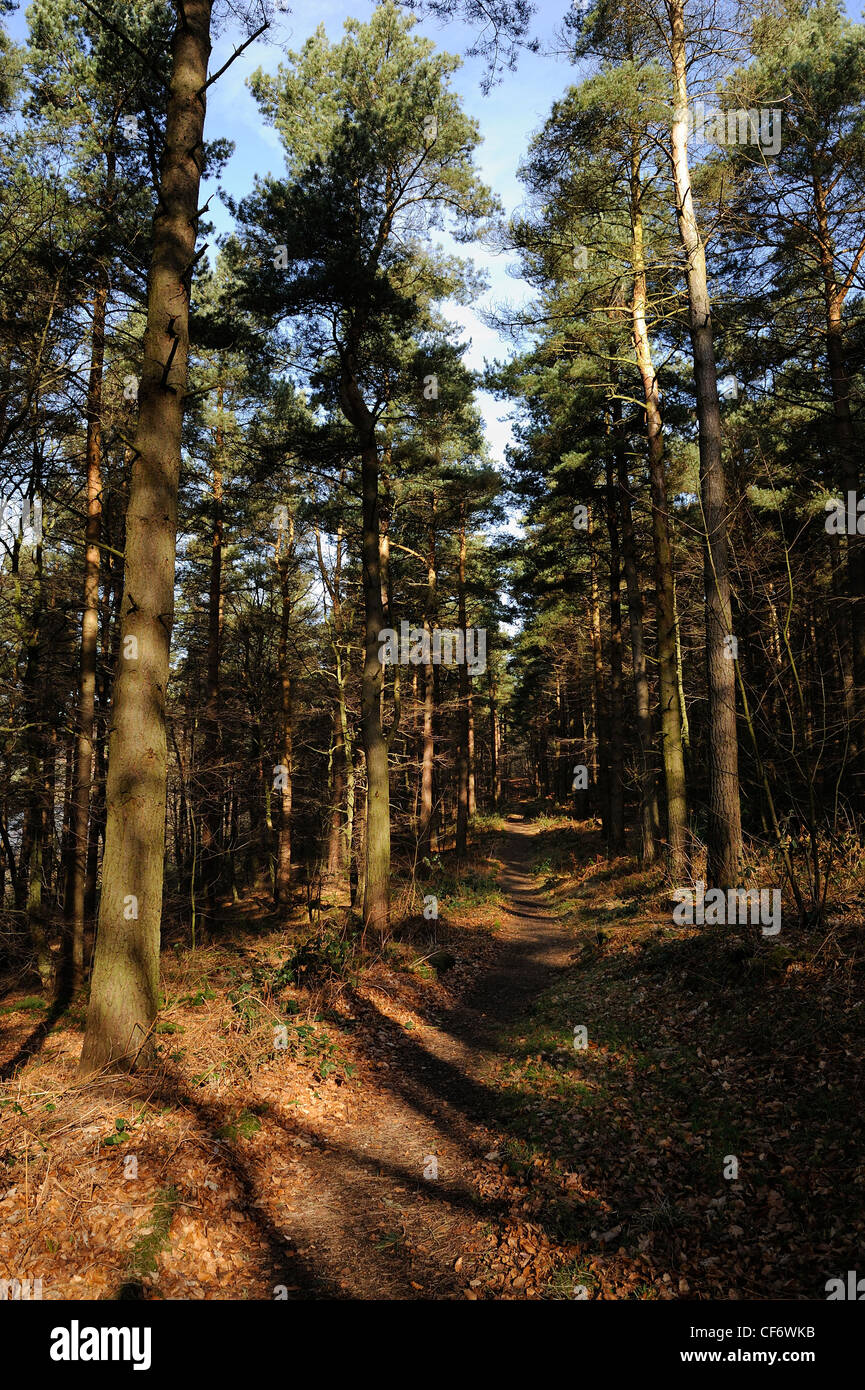 Derwent forest hi-res stock photography and images - Alamy