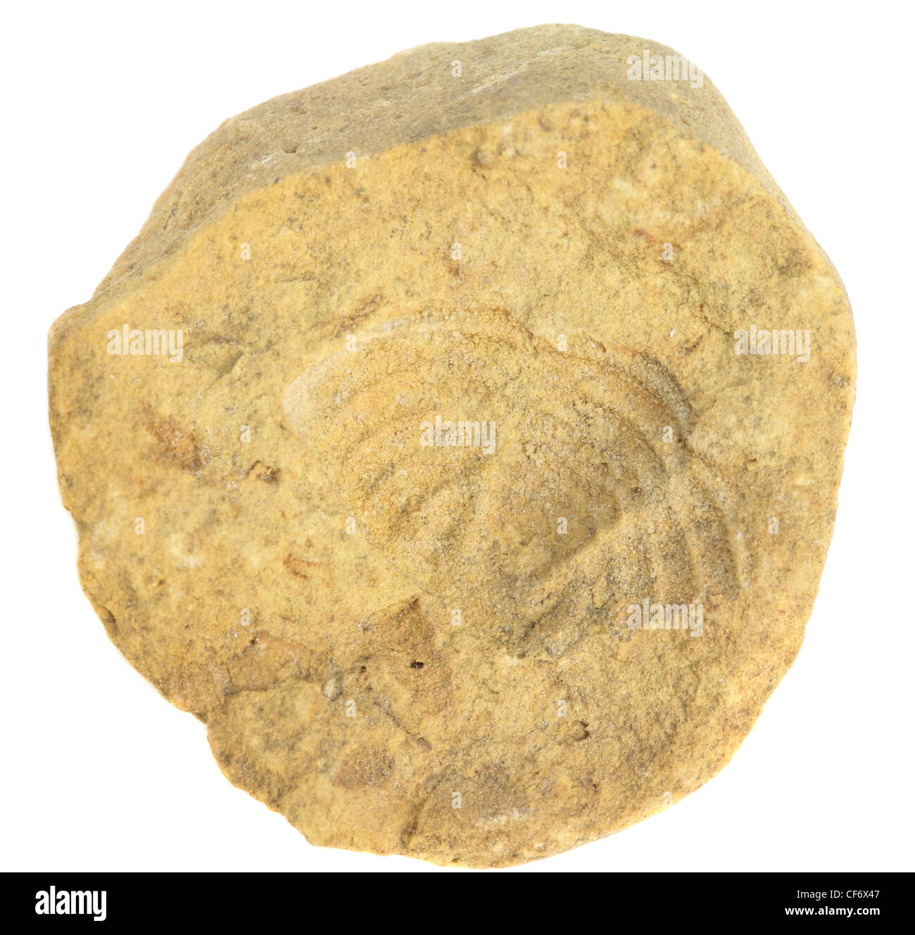 Clam type shell fossilized in stone isolated on white Stock Photo - Alamy