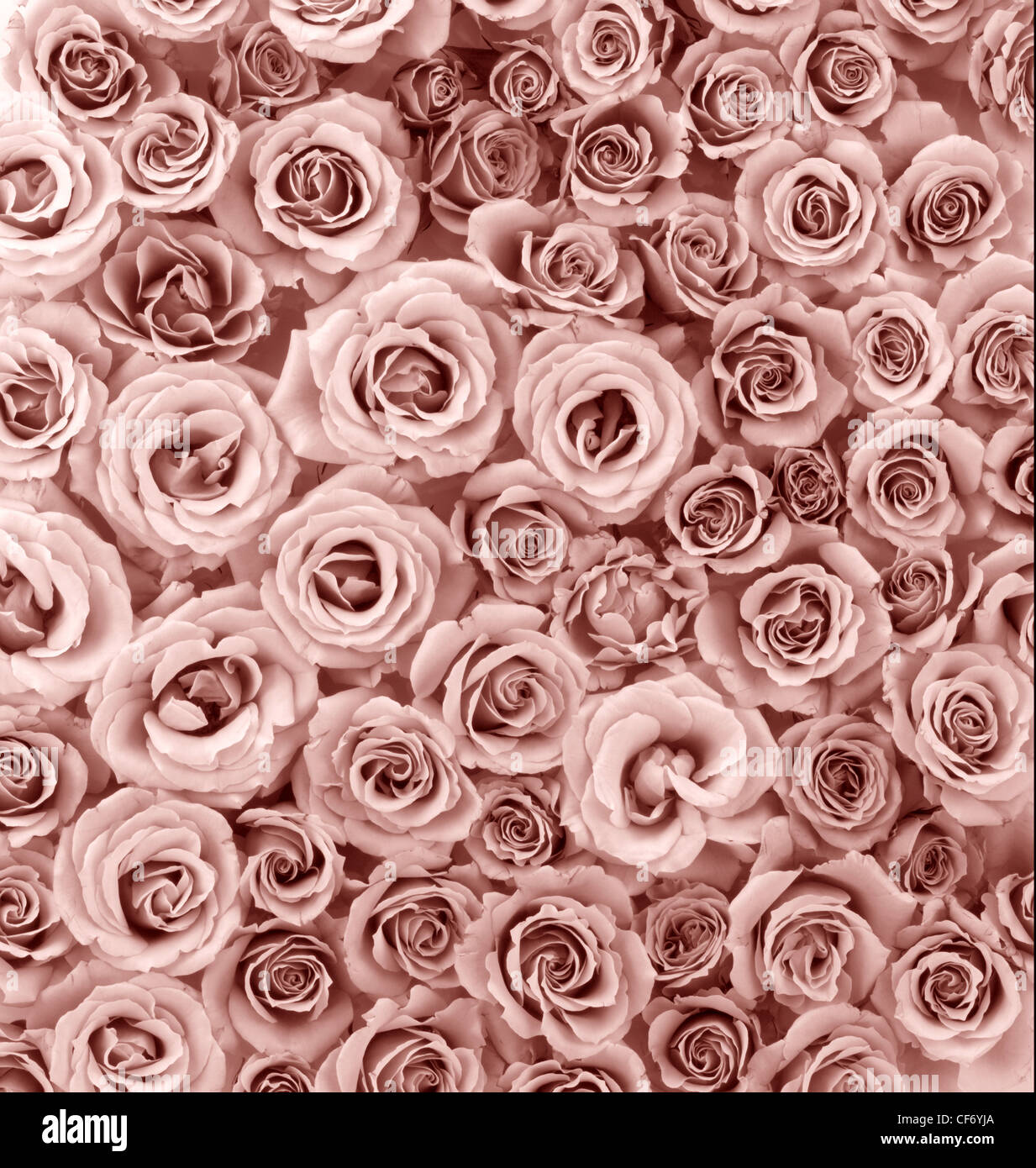 Flowers, Tea Roses, vertical photograph. Sepia muted colors. Solid ...