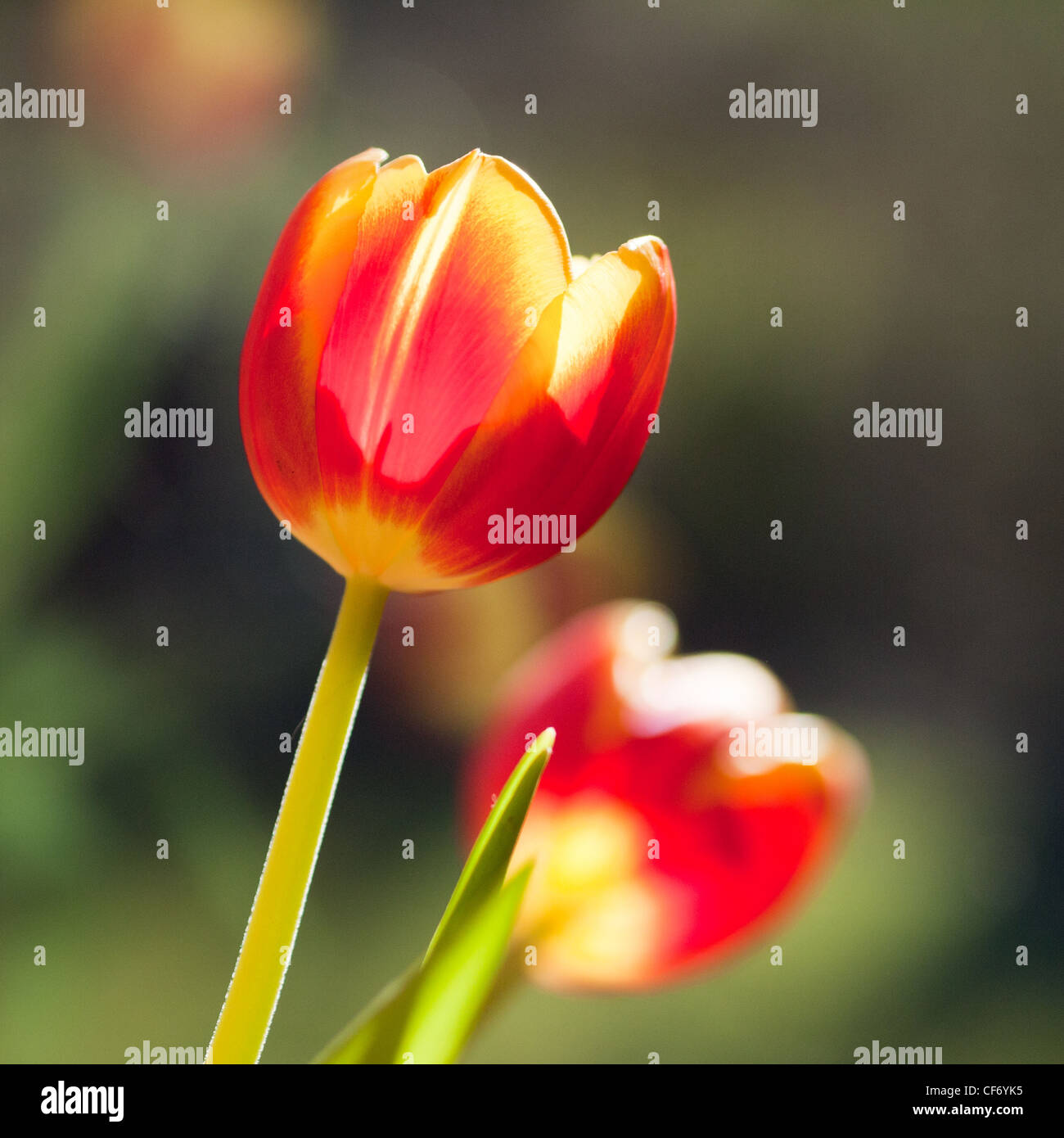 Backlit backlighting hi-res stock photography and images - Alamy