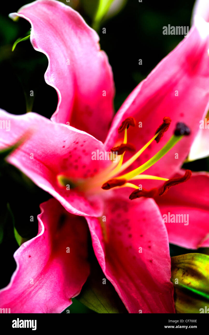 Close up of pink lily flower Stock Photo - Alamy