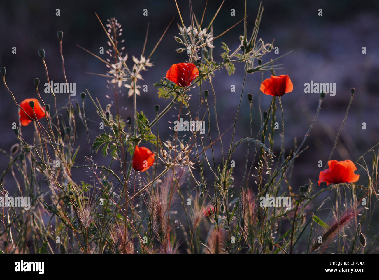Wild poppies in France Stock Photo - Alamy