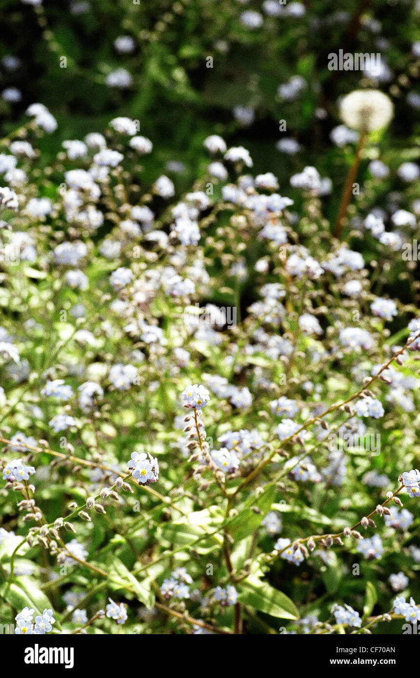 Small blue flowers blooming hi-res stock photography and images - Alamy