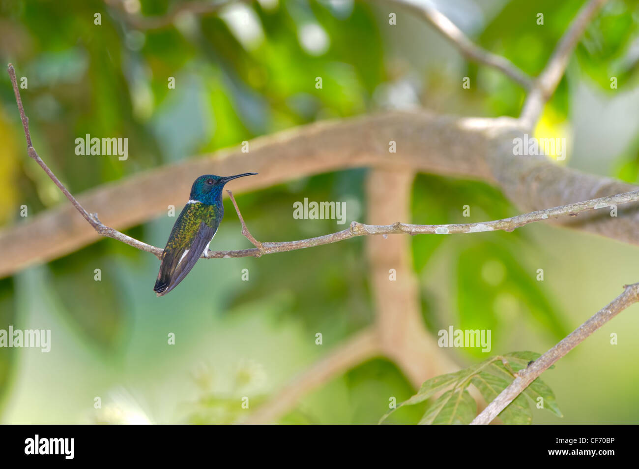 Jacobin bird hi-res stock photography and images - Alamy