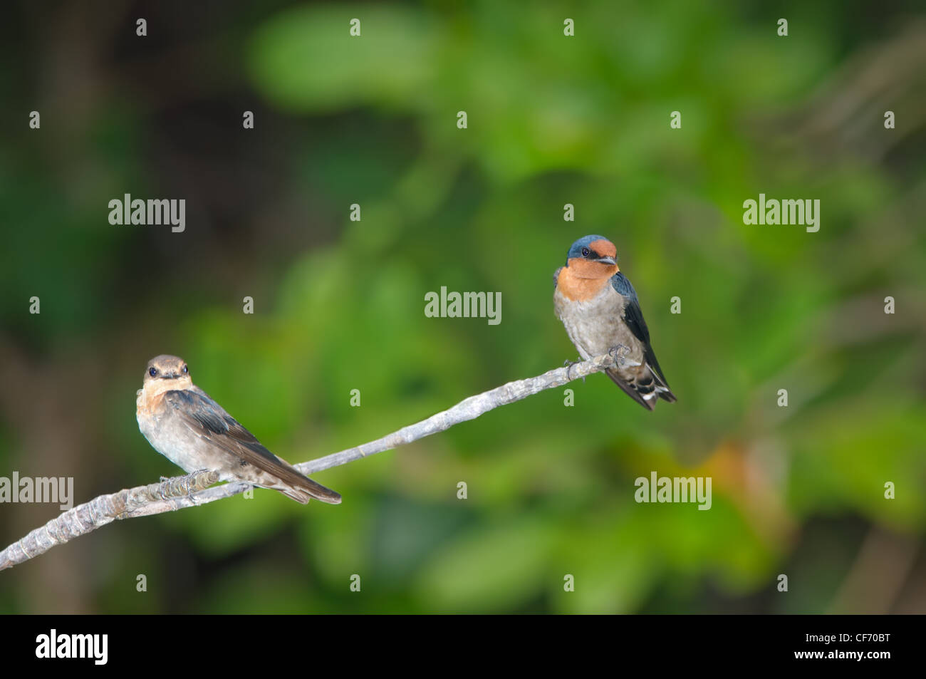 Pacific swallow hi-res stock photography and images - Alamy