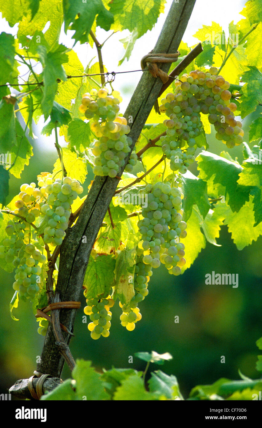 White grapes growing on the vine Stock Photo - Alamy