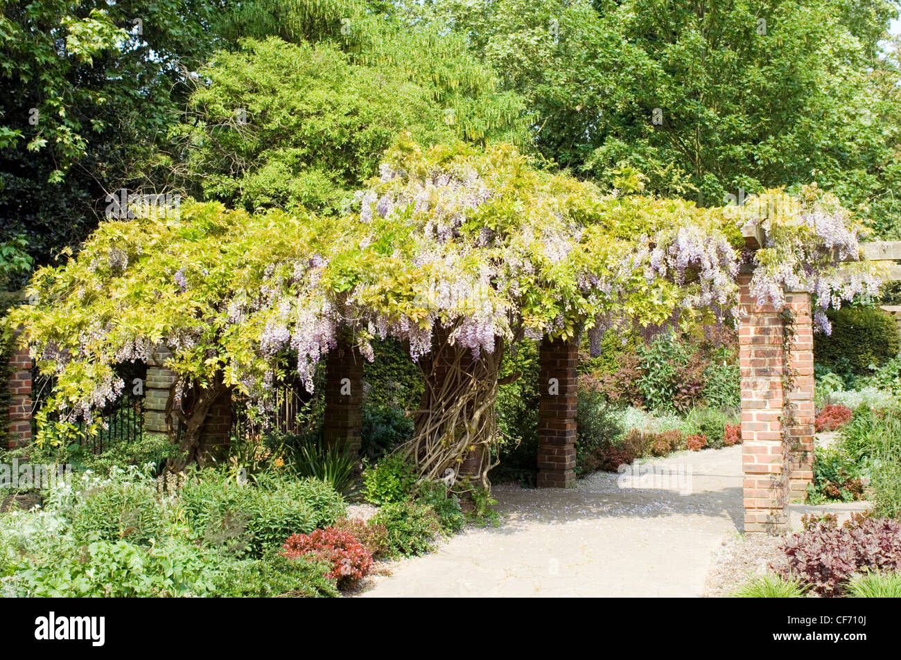 Flowering wisteria on pergola hi-res stock photography and images - Alamy