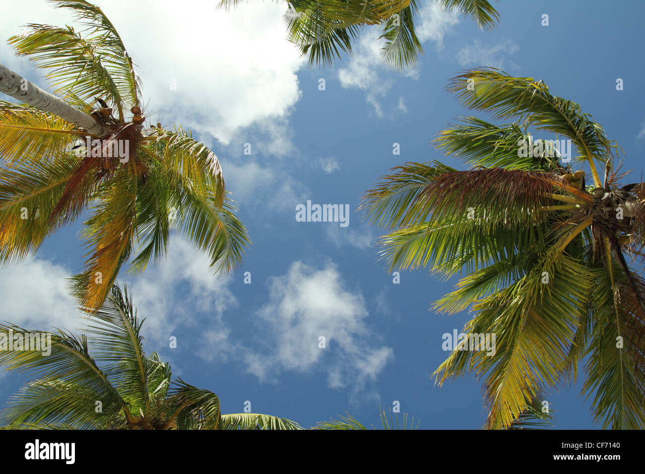 coconut trees and sky Stock Photo - Alamy