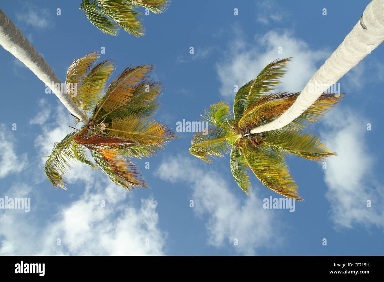 two palm trees Stock Photo - Alamy