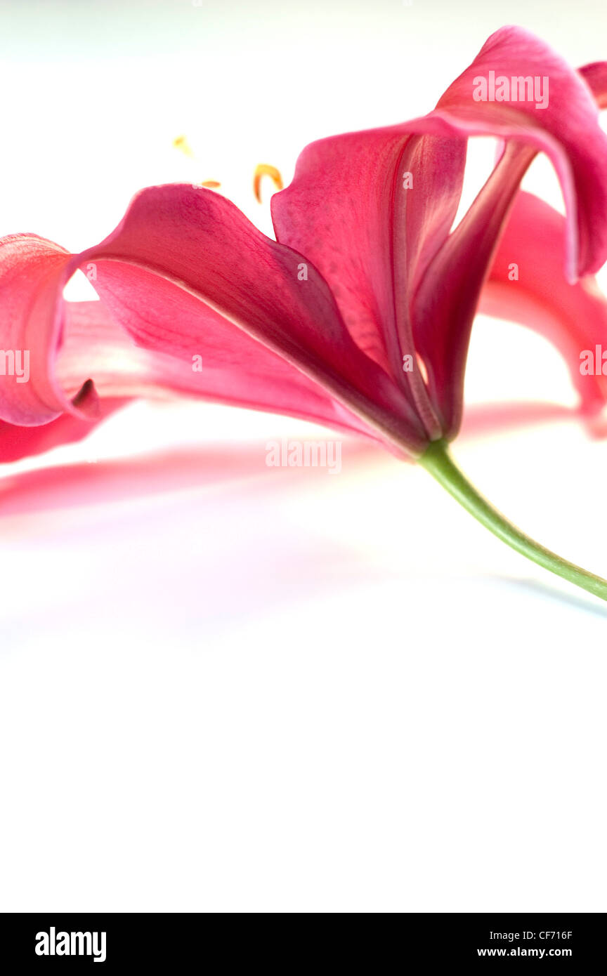 Bright pink lily flower Stock Photo - Alamy