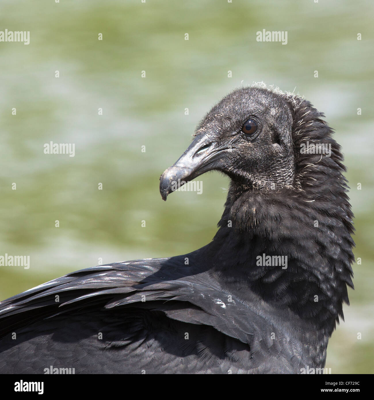 Texas vulture hi-res stock photography and images - Alamy